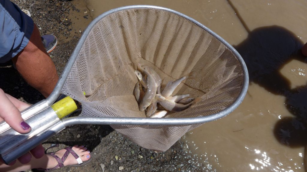 Colorado River endangered fish recovery nets some success | AspenTimes.com